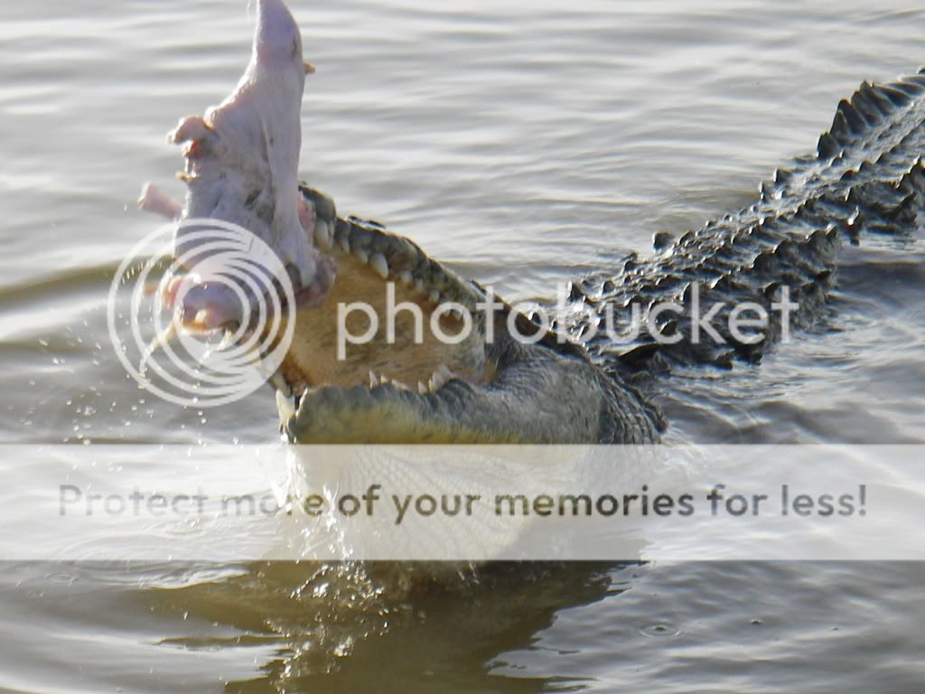 Niglet Animated Gifs | Photobucket